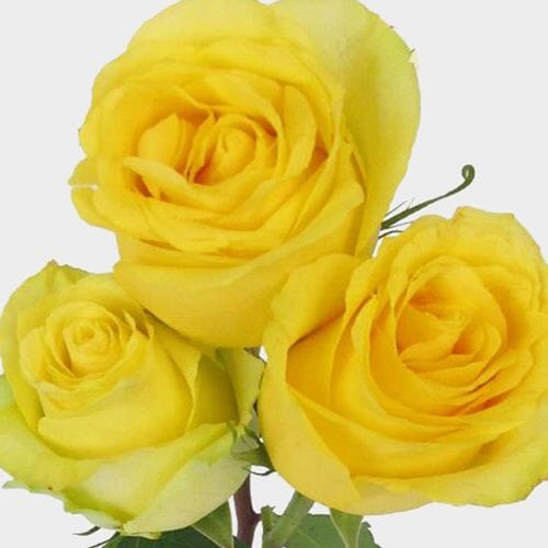Rose Stardust Yellow 50cm - Wholesale - Blooms By The Box