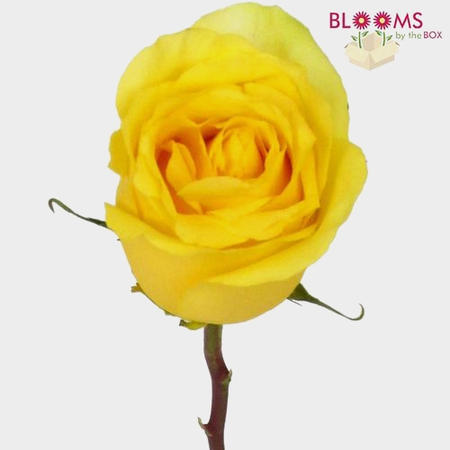 Rose Stardust Yellow 60cm - Wholesale - Blooms By The Box