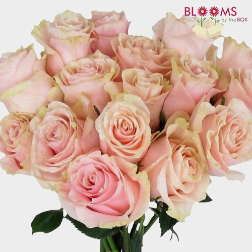 Rose Pink Mondial 60cm - Wholesale - Blooms By The Box