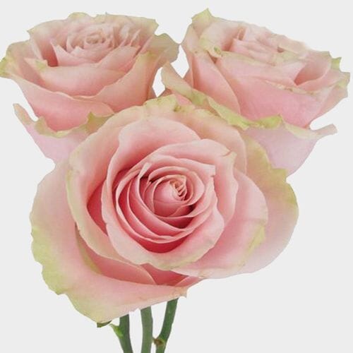 Rose Pink Mondial 60cm Bulk - Wholesale - Blooms By The Box