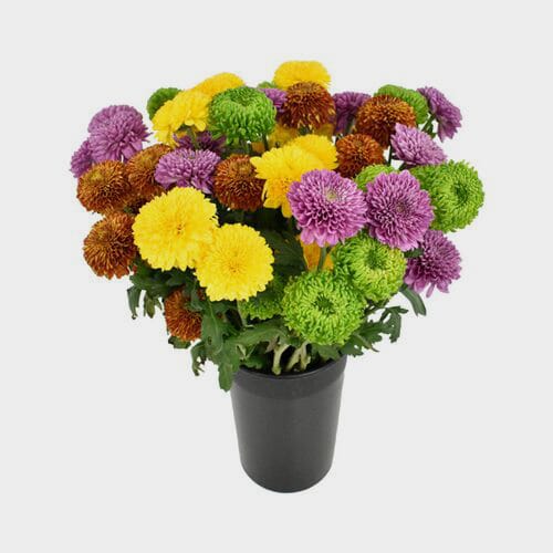 Mum Ball Assorted Flowers Bulk - Wholesale - Blooms By The Box