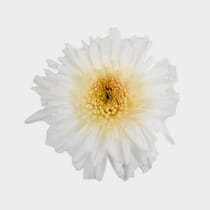 White Maisy Flower Bulk Pack - Wholesale - Blooms By The Box