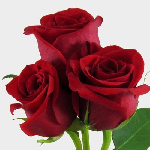 Red Rose Freedom 50cm Bulk - Wholesale - Blooms By The Box