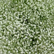 Gypsophila Cosmic Flowers Bulk Pack - Wholesale - Blooms By The Box