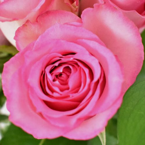 Rose Bouquet 12 Stem - Assorted Colors 50cm - Wholesale - Blooms By The Box