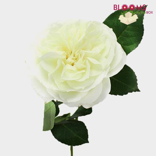 Garden Rose Alabaster White - Bulk - Wholesale - Blooms By The Box