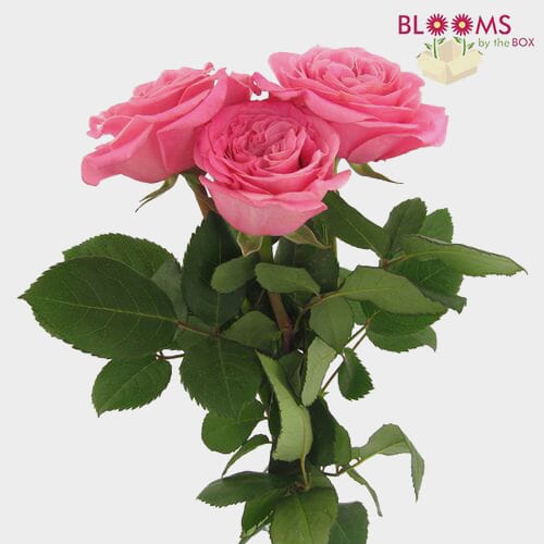 Garden Rose Ashley Pink - Bulk - Wholesale - Blooms By The Box