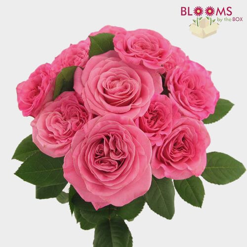 Garden Rose Ashley Pink - Bulk - Wholesale - Blooms By The Box