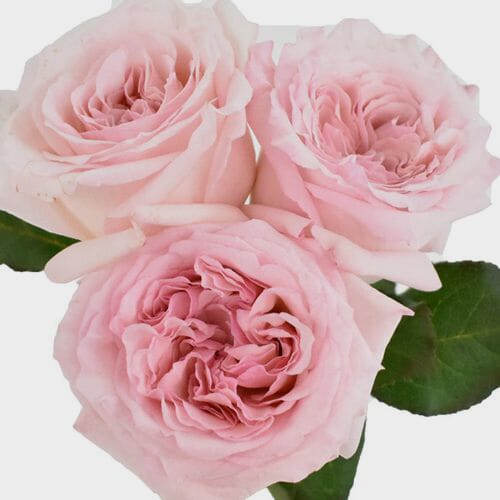 Garden Rose Pink O'hara Light Pink - Bulk - Wholesale - Blooms By The Box