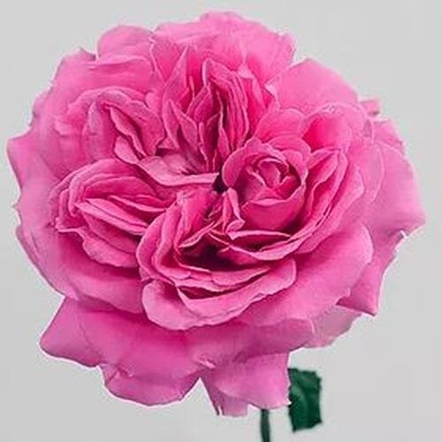 Pink Flowers - Wholesale Bulk Flowers - Blooms By The Box