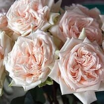Garden Rose Princess Maya Light Peach - Bulk - Wholesale - Blooms By ...