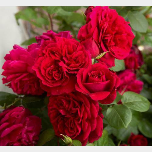 Garden Rose Tess Red - Bulk - Wholesale - Blooms By The Box