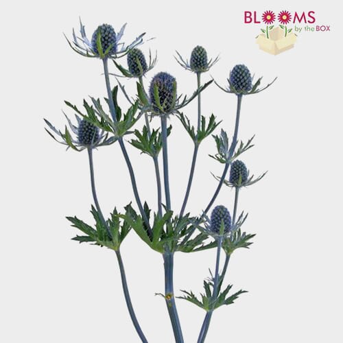 Thistle Eryngium Bulk - Wholesale - Blooms By The Box