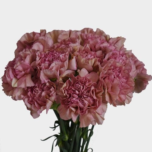 Dusty Pink Fancy Carnation Flower - Wholesale - Blooms By The Box