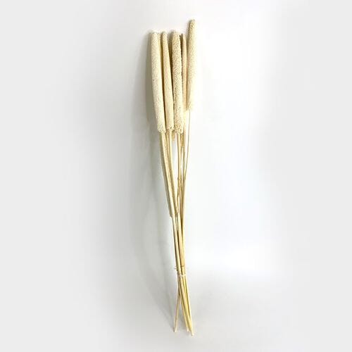 Babala Preserved - Wholesale - Blooms By The Box