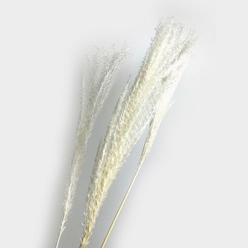 Dried Floral Bunches - Blooms By The Box