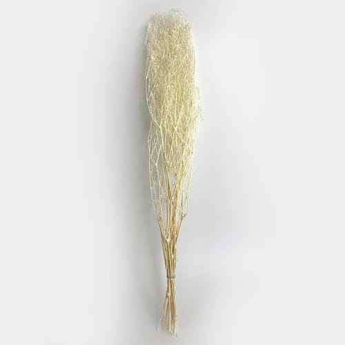 Gypsophila Dried Bleached - Wholesale - Blooms By The Box
