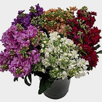 Stock Assorted Bulk - Wholesale - Blooms By The Box