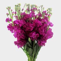 Stock Hot Pink Bulk - Wholesale - Blooms By The Box