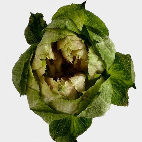 Veggie Rose Bi-color - Wholesale - Blooms By The Box