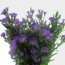 Monte Casino Purple Flowers - Wholesale - Blooms By The Box